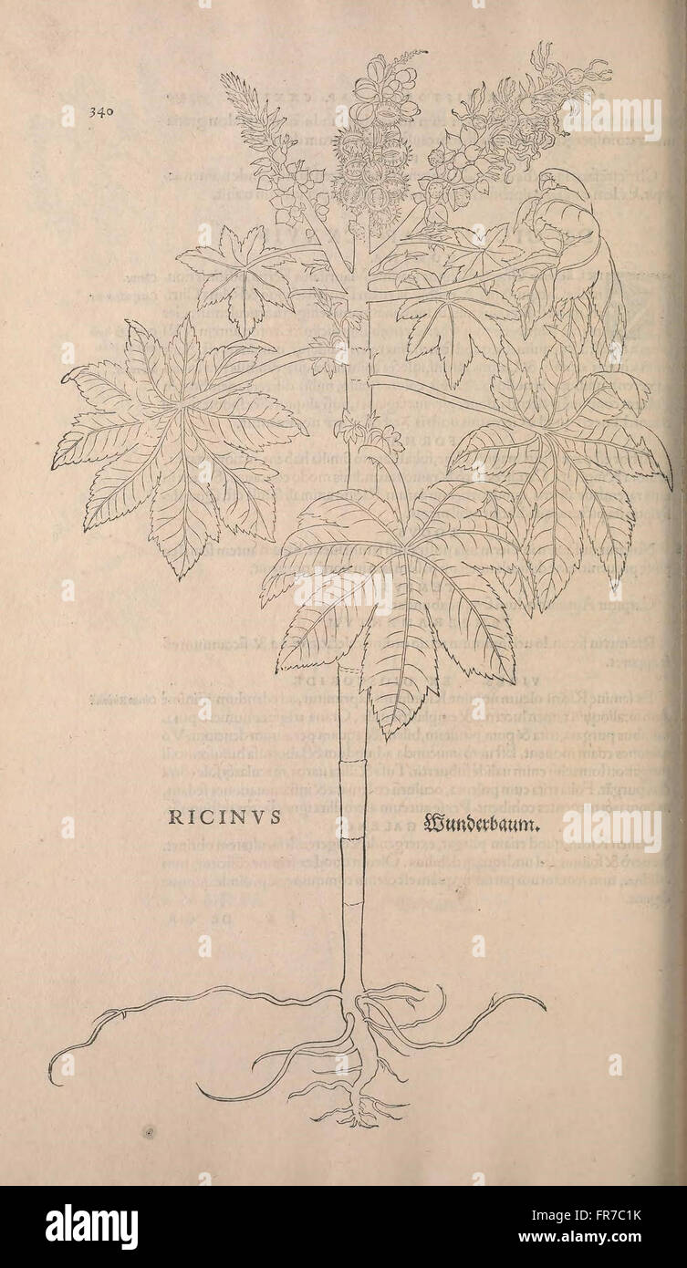 A botanical text detailing significant plant species, their ...