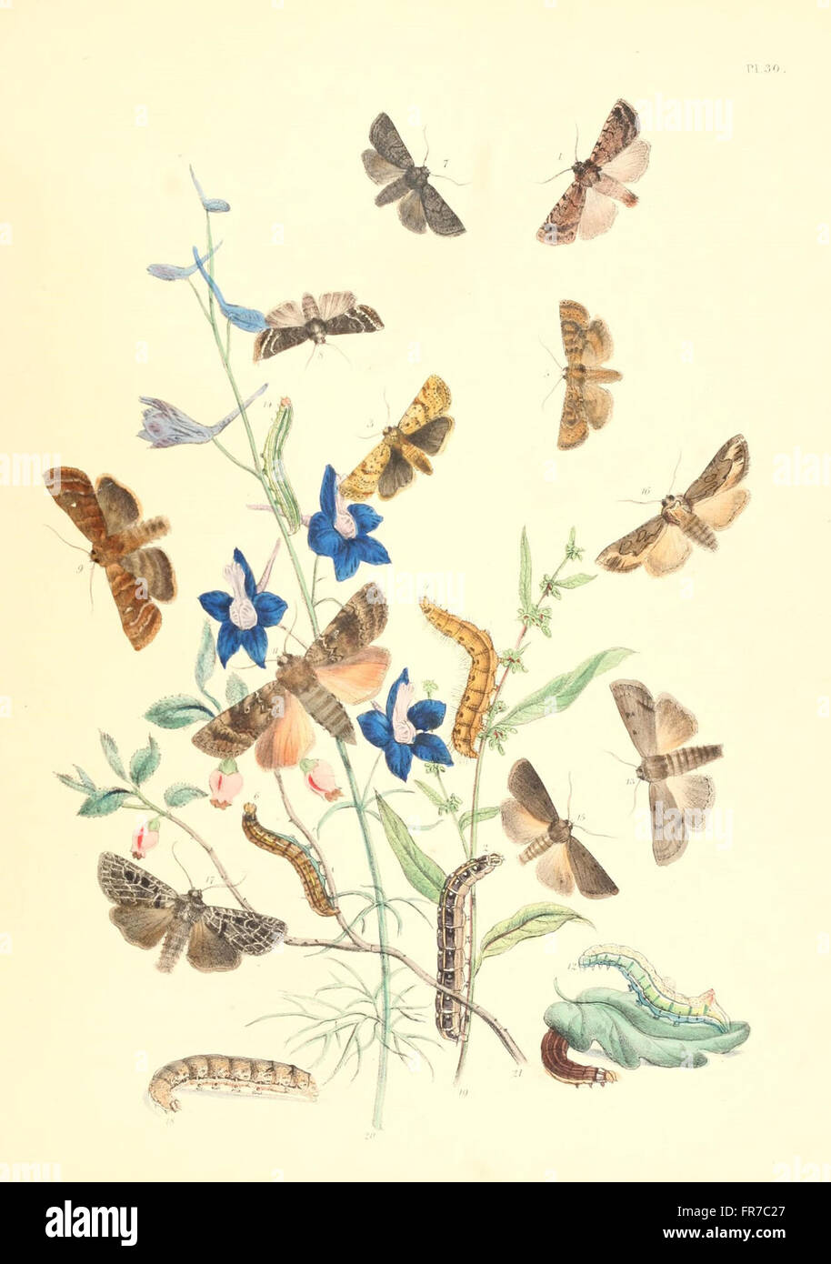 Plate 30 from a publication on British moths illustrates the various ...