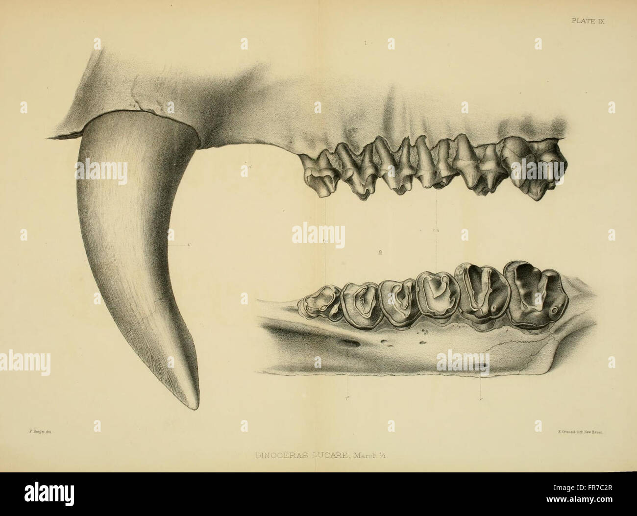 'Dinocerata' (Pl. IX) is a paleontological work that features ...