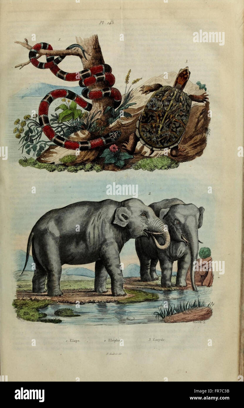 This illustrated dictionary provides a visual guide to natural history ...