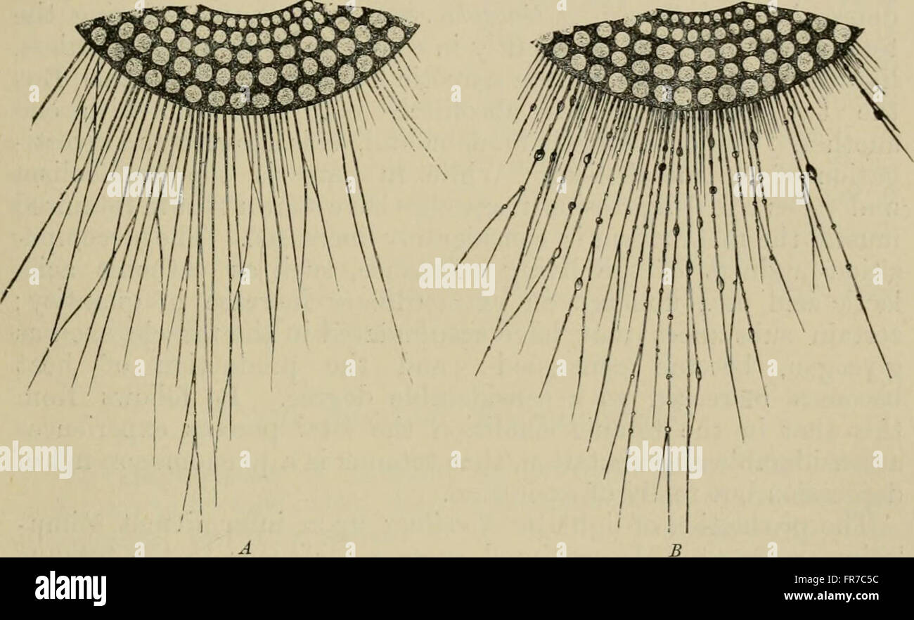General physiology; an outline of the science of life (1899 Stock Photo ...