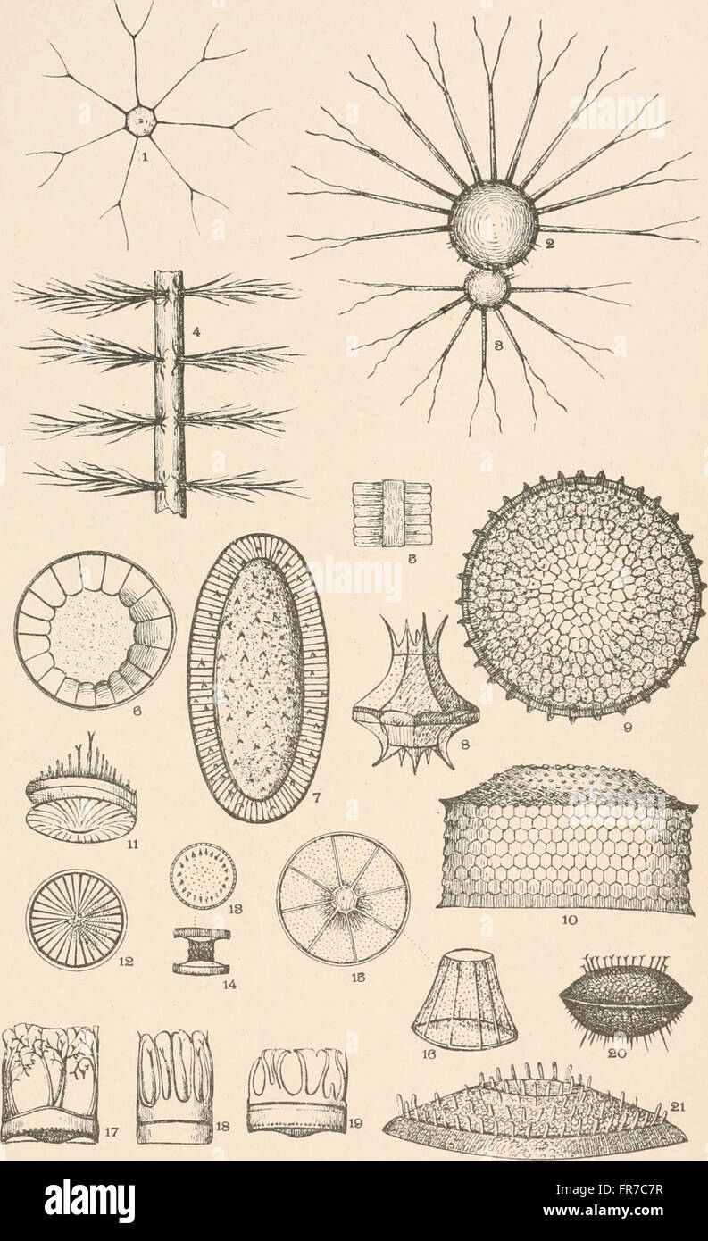 *Diatomaceae of North America* (1890) is a comprehensive botanical work ...