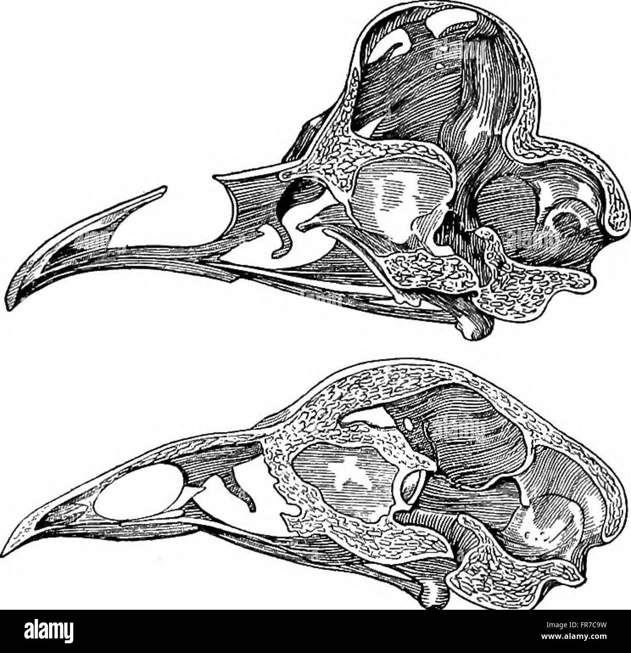 'Evolution and Animal Life' (1908) offers an introduction to the ...