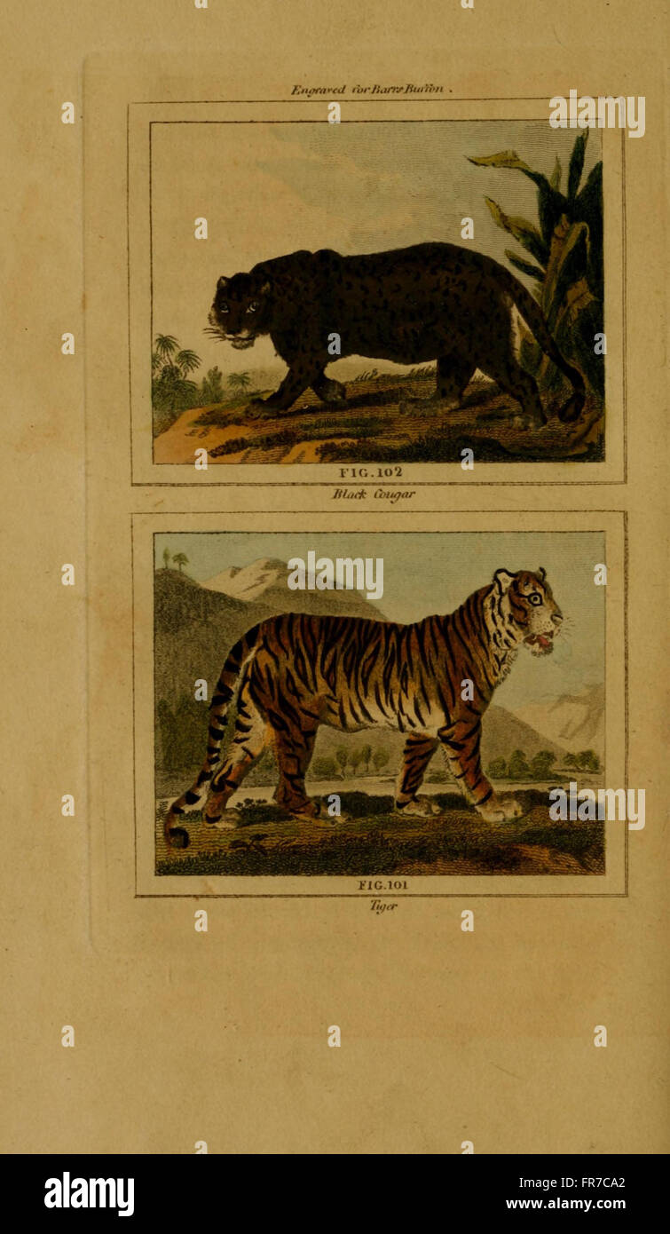 *Buffon's Natural History* features a collection of detailed ...