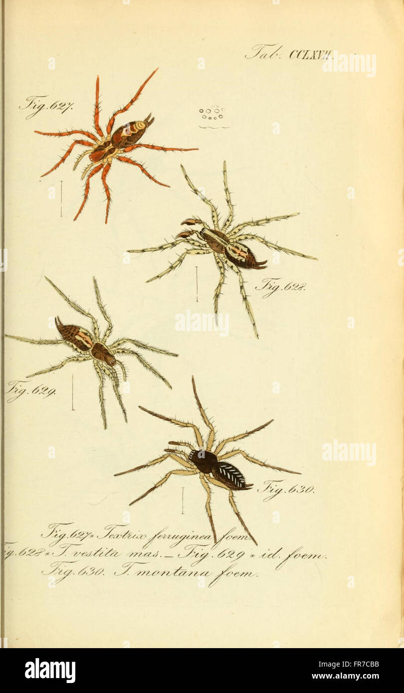 A scientific illustration of arachnids, showcasing species from the ...