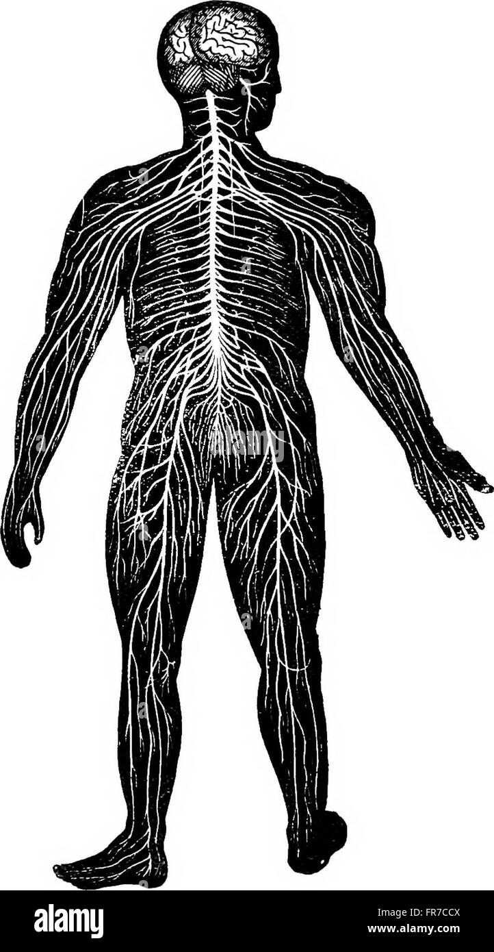 This 1907 volume on human physiology provides an overview of the human ...