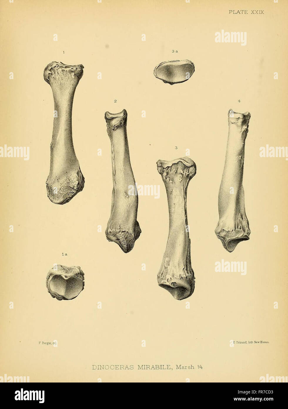 Dinocerata is an extinct order of large, primitive mammals from the ...