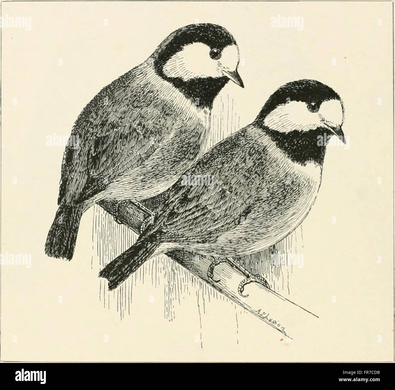 Foreign birds for cage and aviary (1910 Stock Photo - Alamy