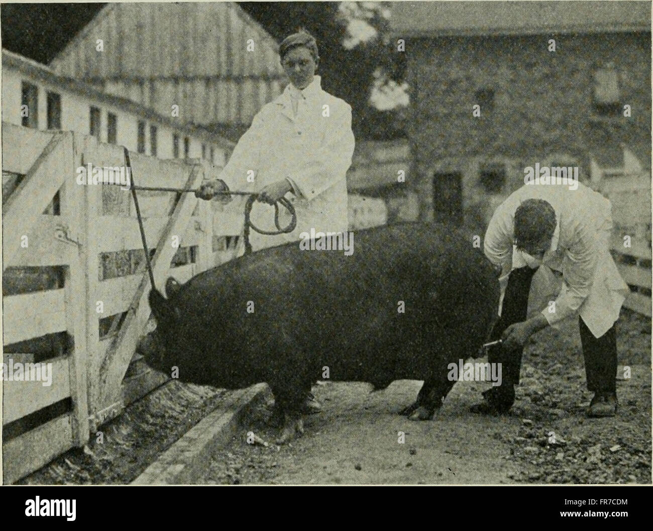 This work discusses various diseases affecting pigs, focusing on hog ...