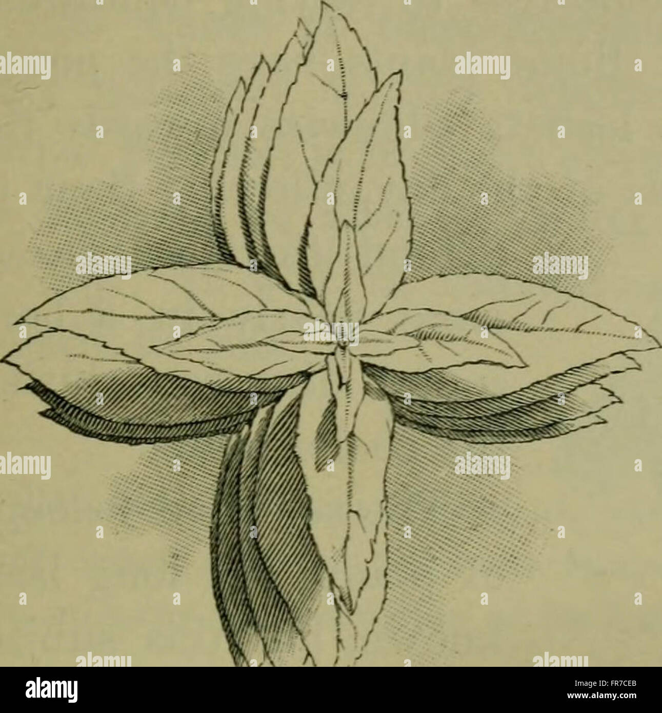 'Foundations of Botany' (1901) provides an introductory overview of ...