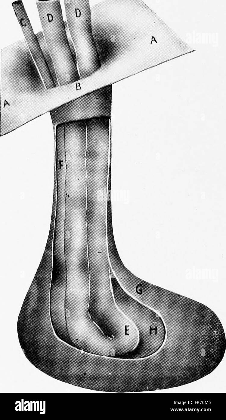 Animal castration - a book for the use of students and practitioners ...