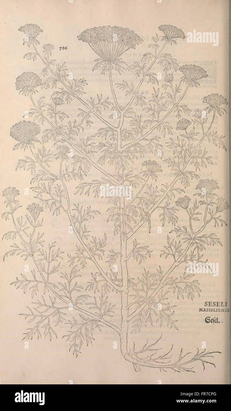 A botanical text on the history of plants, describing various species ...