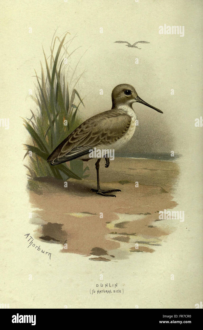 This plate from a bird identification guide features illustrations of ...