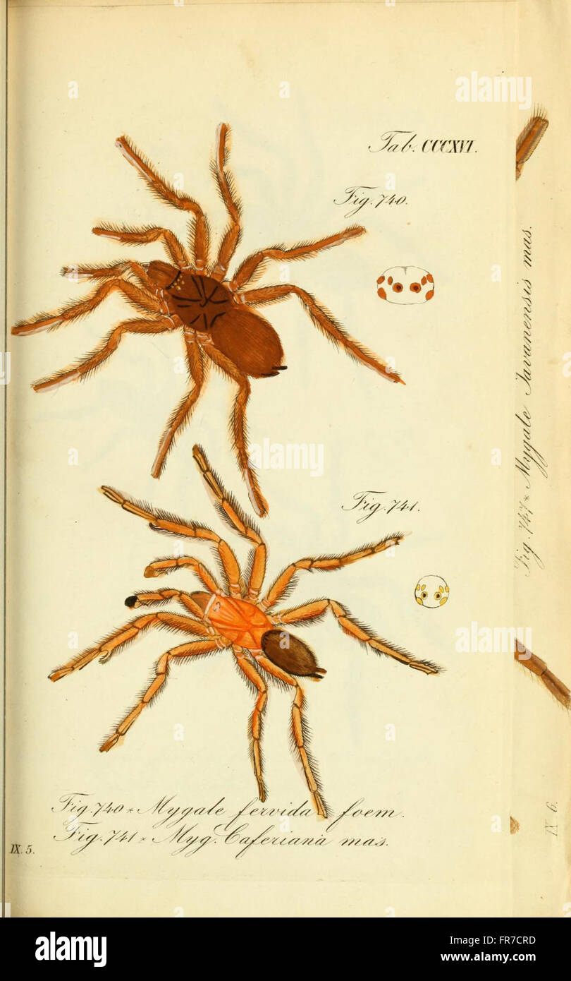 Plate CCCXVI from *Die Arachniden* illustrates various species of ...