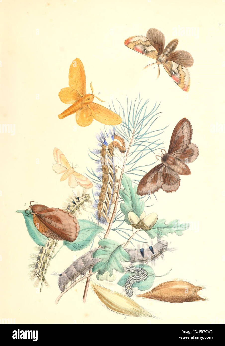 'British Moths and Their Transformations' (Plate 12) details the life ...