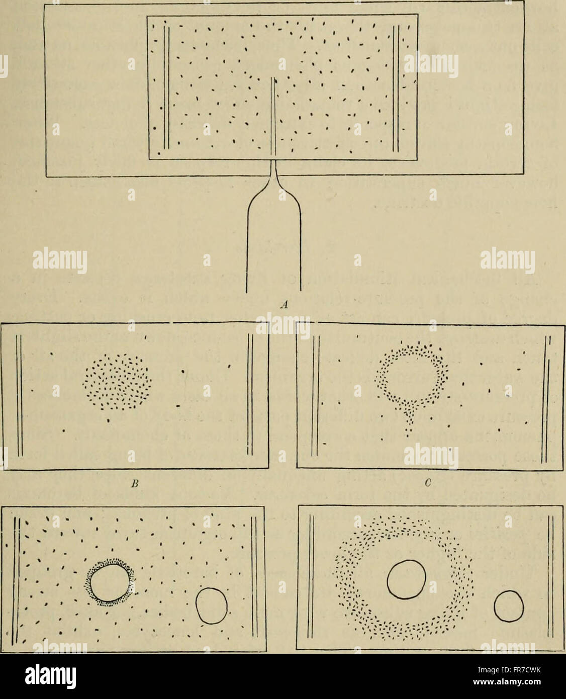 General physiology; an outline of the science of life (1899 Stock Photo ...