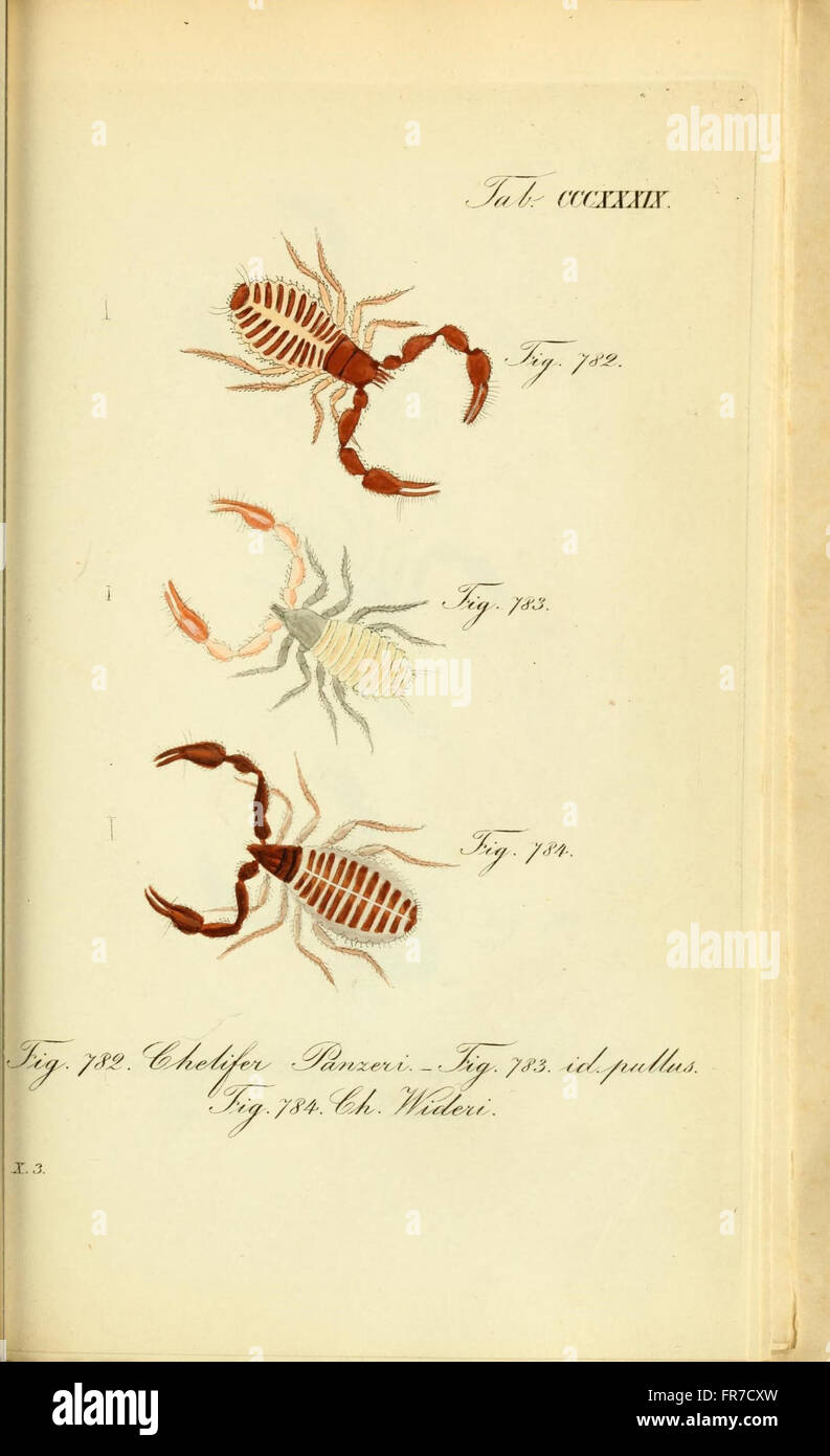 An illustration of arachnids from 'Die Arachniden', focusing on the ...