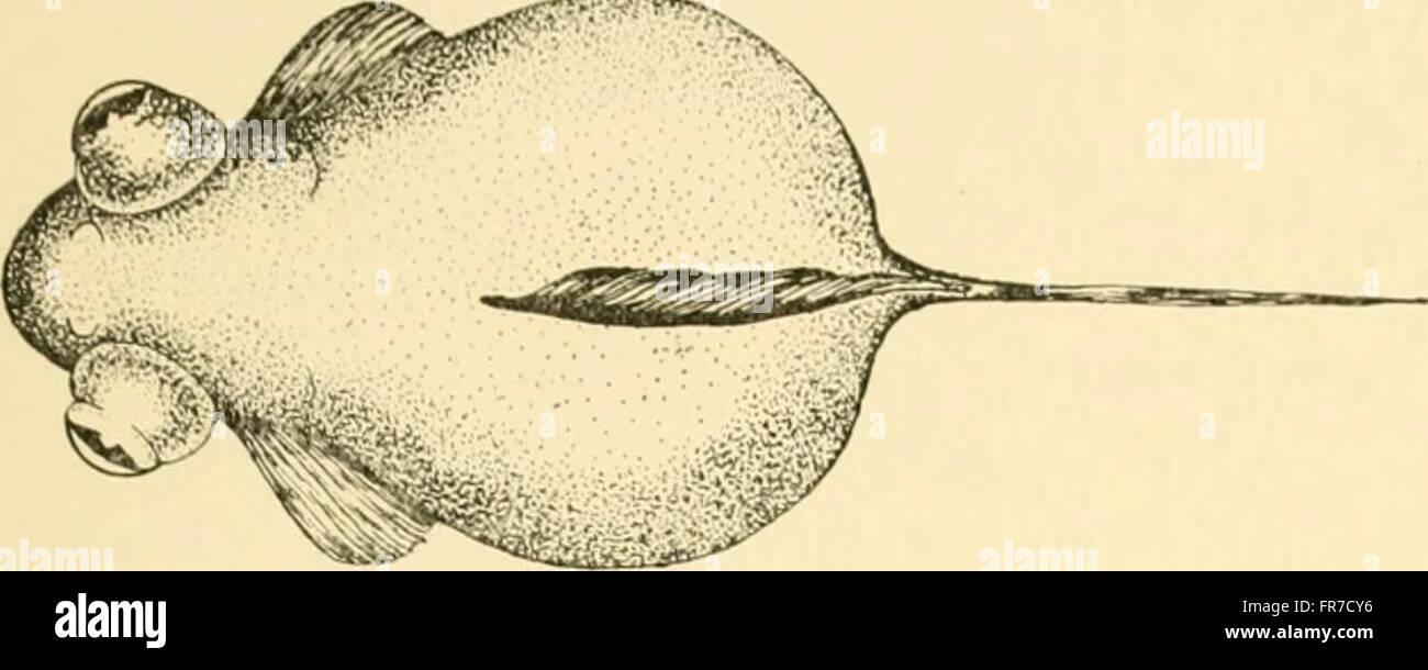 This guide offers detailed information on goldfish and other aquarium ...