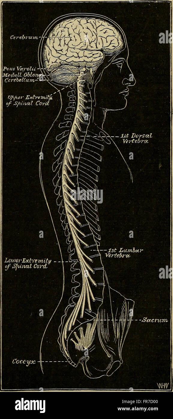 The 'Hand-book of Physiology' (1892) provides a detailed introduction ...