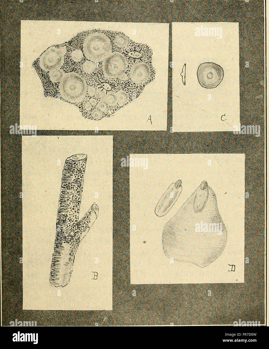Documentary journal of Indiana 1905 (1905 Stock Photo - Alamy