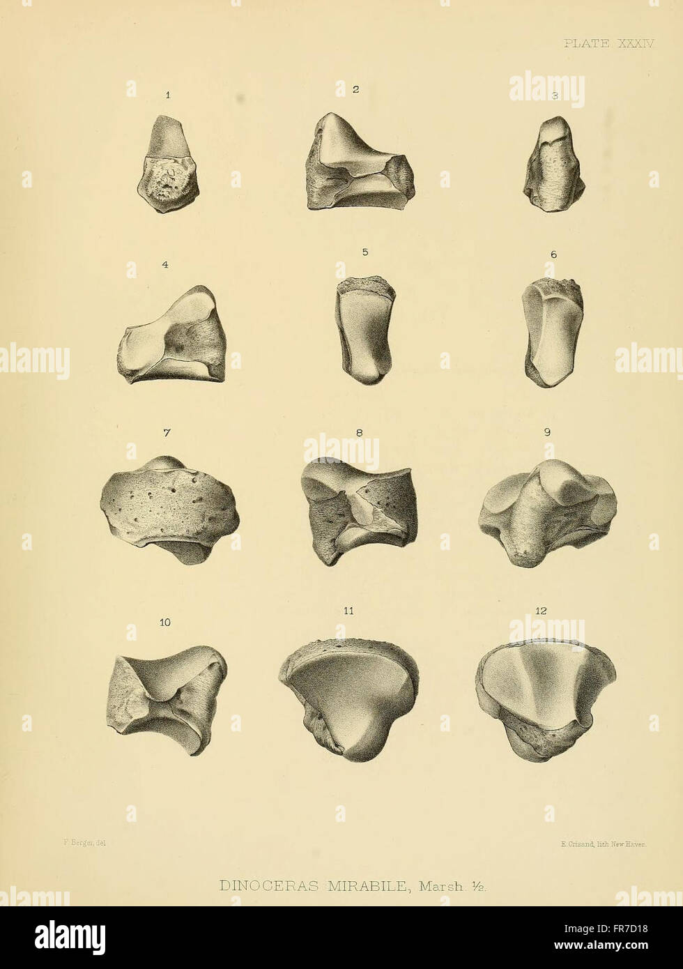 Dinocerata (Pl. XXXIV) focuses on the extinct order of mammals known as ...