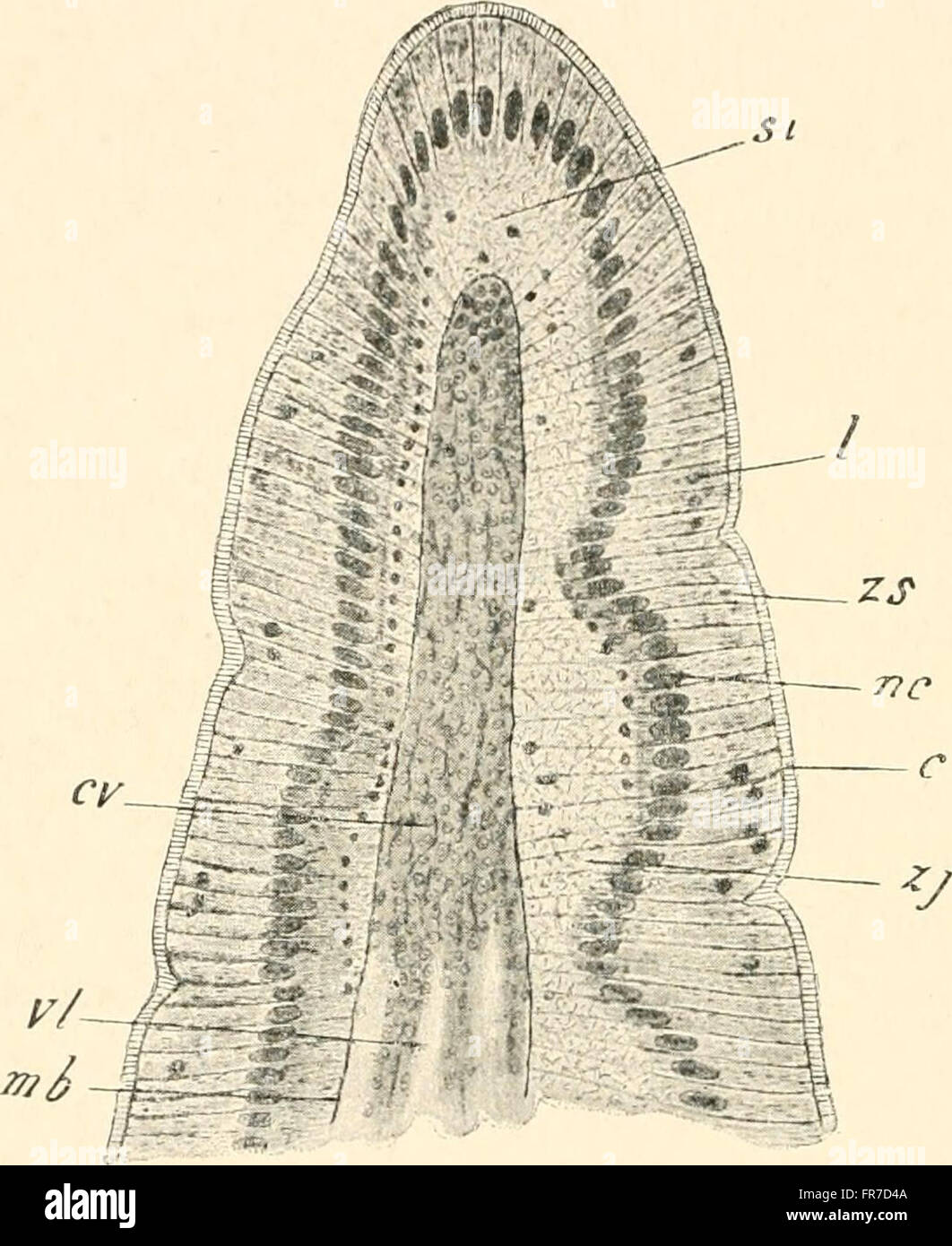 This 1913 textbook on human physiology provides a comprehensive ...