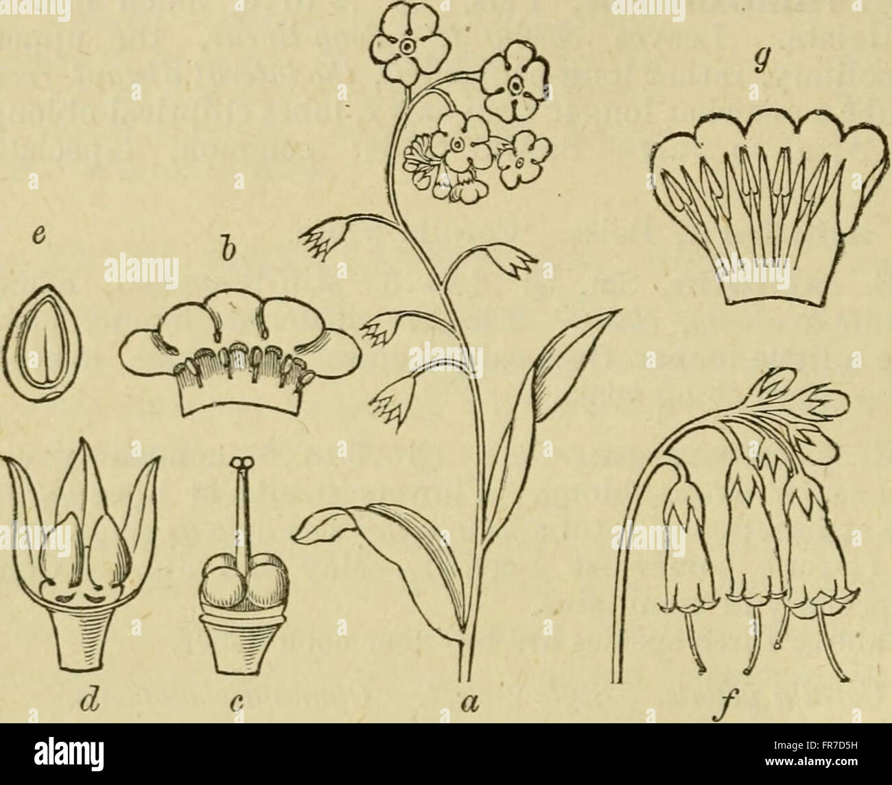 'Flora of Syria, Palestine, and Sinai' explores the plant species ...