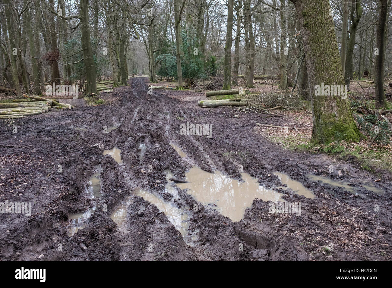 Churned muddy ground in English woods Stock Photo - Alamy