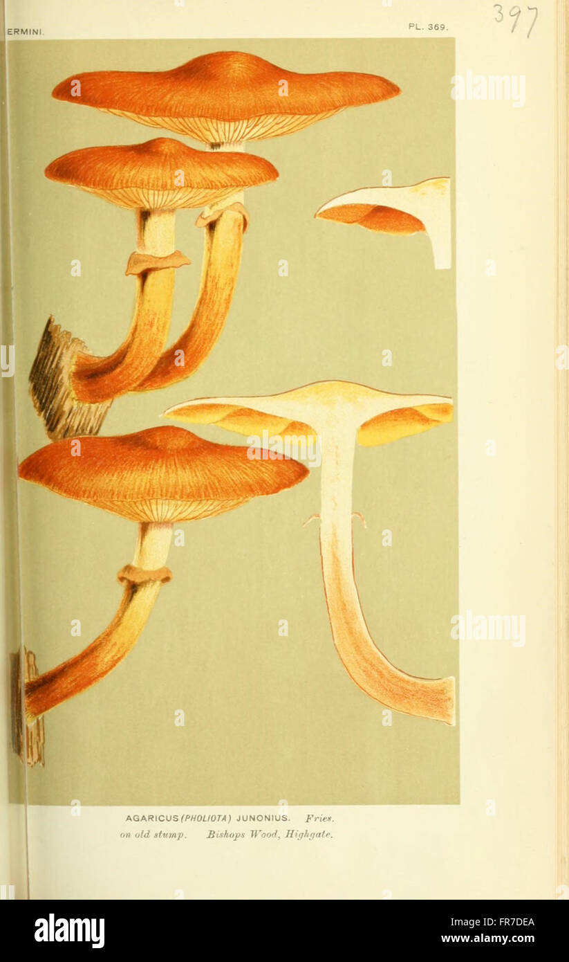 Illustrations of British Fungi (Hymenomycetes), to serve as an atlas to ...