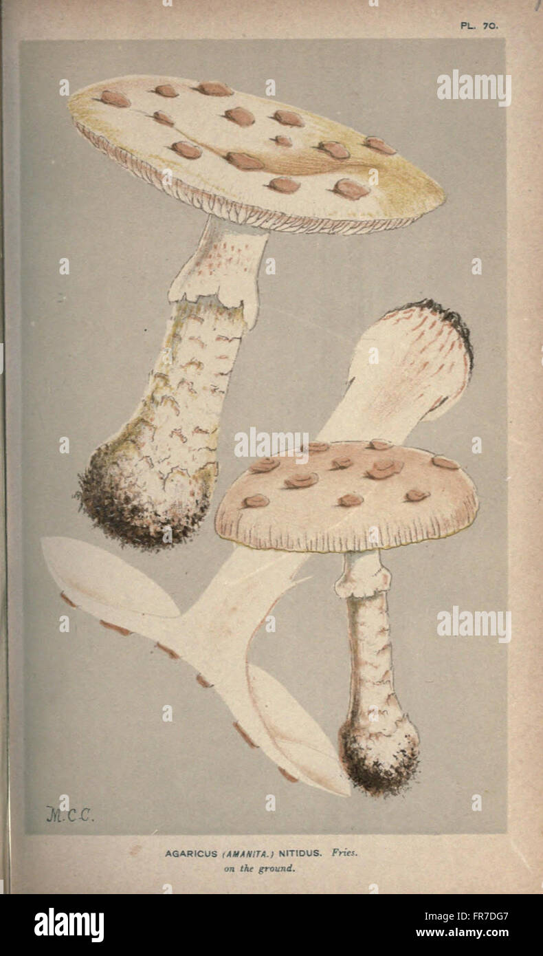 Plate 12 from the 'Illustrations of British Fungi' serves as an atlas ...