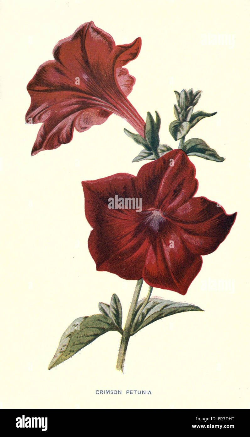 Familiar garden flowers (Plate 33 Stock Photo - Alamy