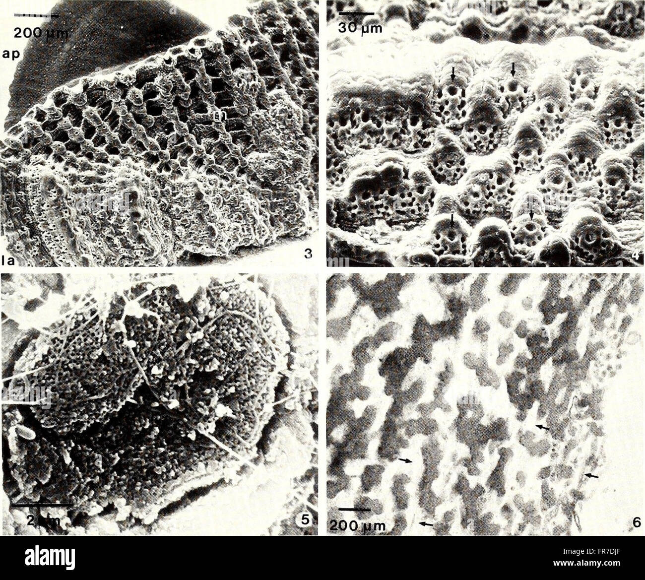 The 1988 issue of the American Malacological Bulletin features studies ...