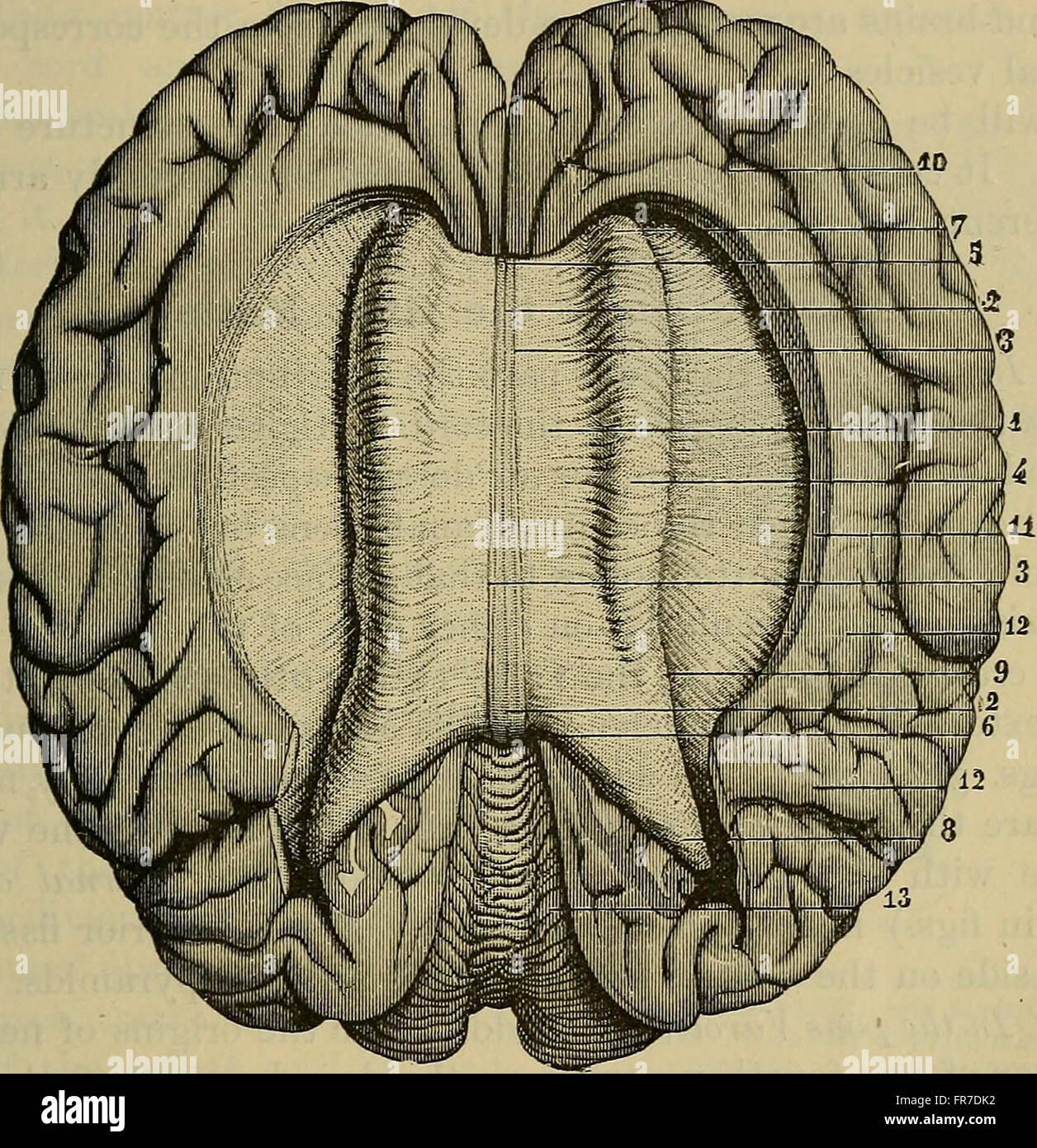 A comprehensive 1892 handbook on human physiology, detailing the ...