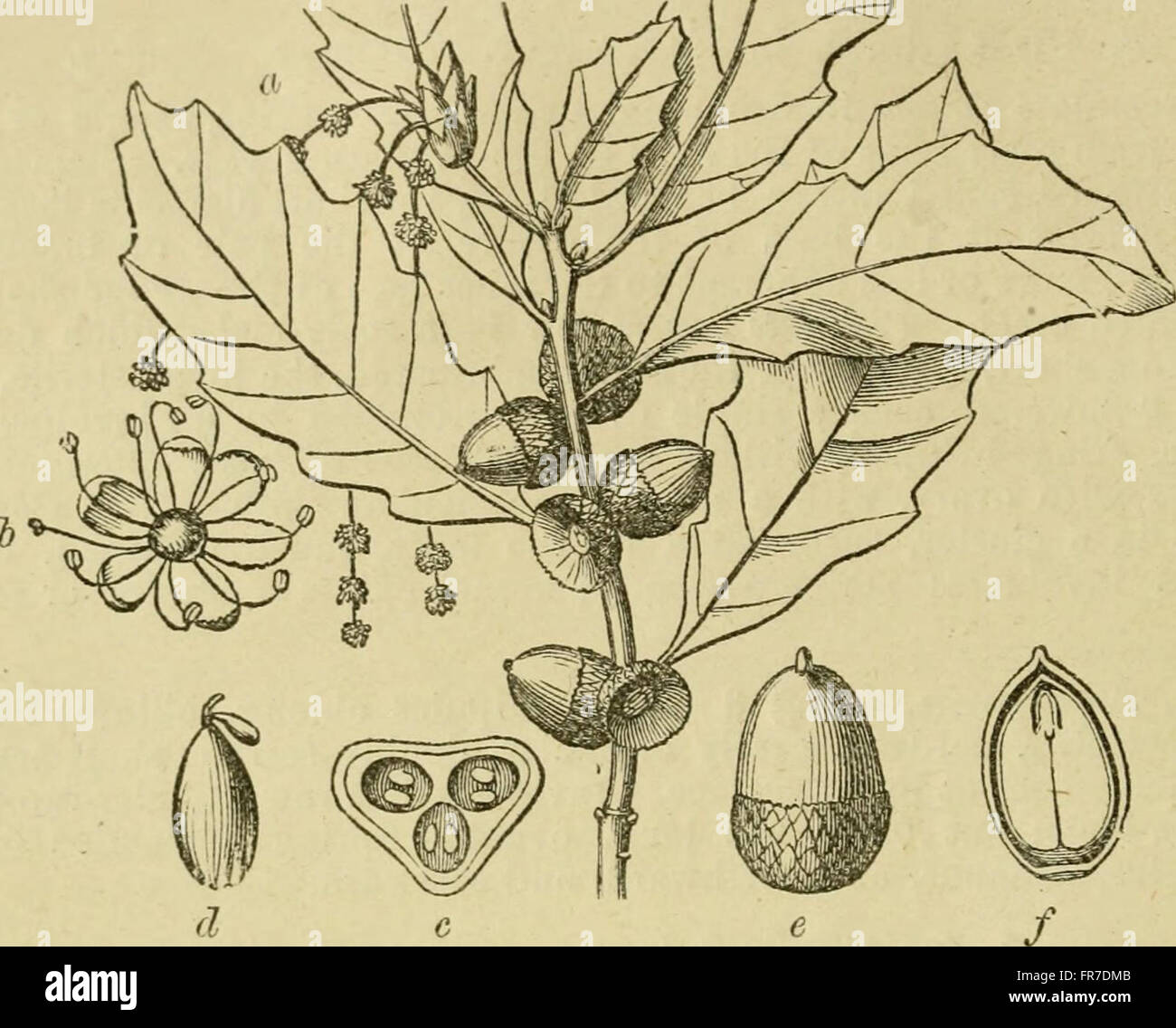 Flora of Syria, Palestine, and Sinai - from the Taurus to Ras Muhammas ...