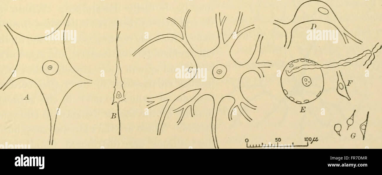 A 1897 American textbook on physiology, providing comprehensive ...