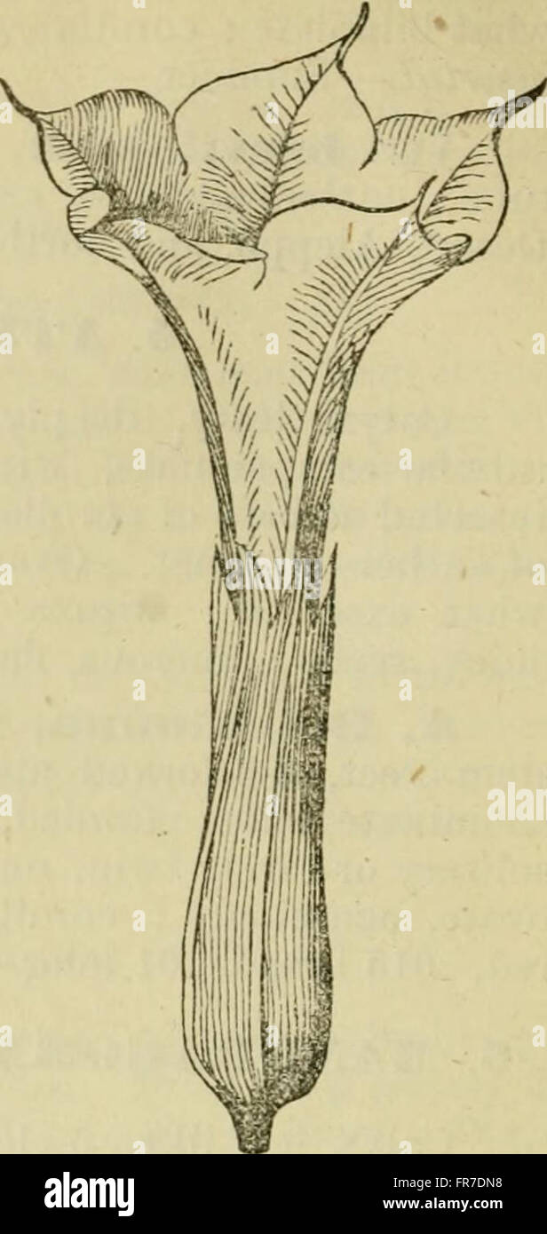 This 1896 publication explores the flora of Syria, Palestine, and Sinai ...