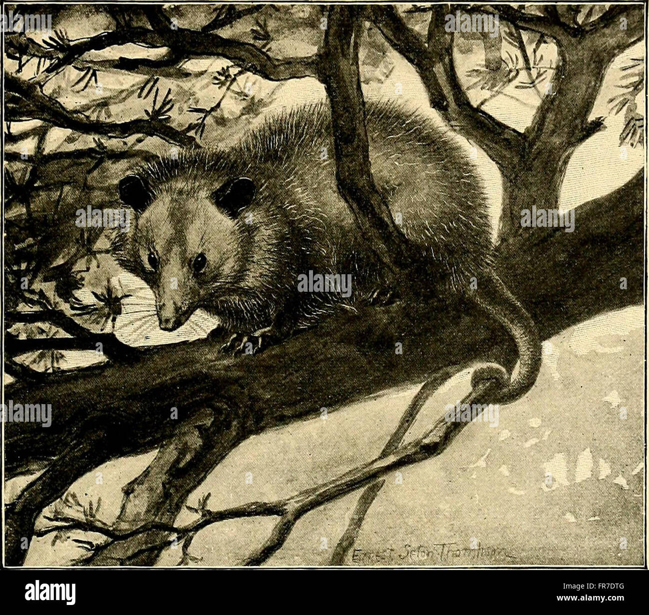 Four-footed Americans and their kin (1898 Stock Photo - Alamy