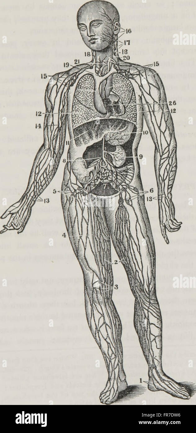 First book on anatomy, physiology, and hygiene - for grammar schools ...