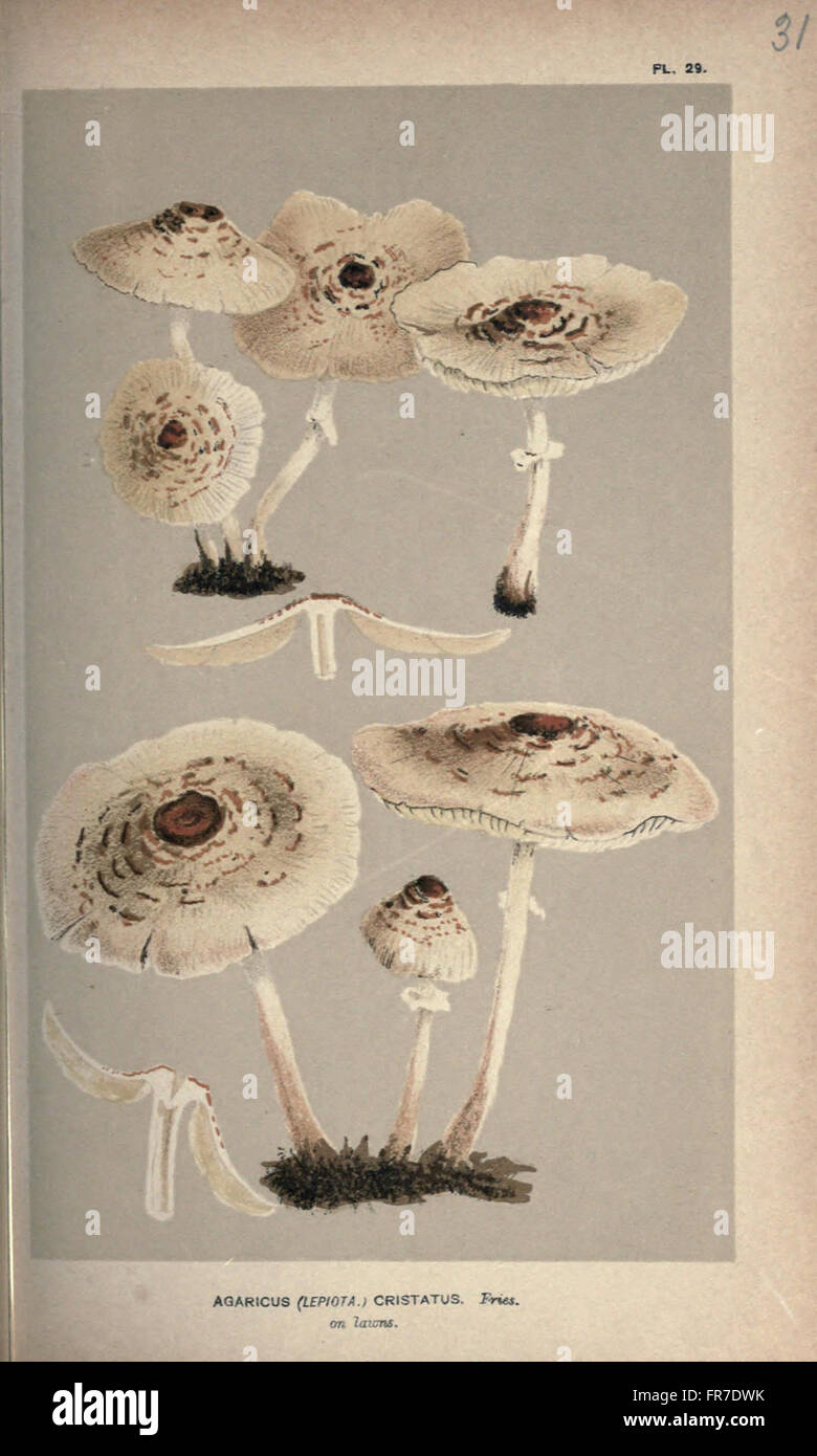 This atlas features detailed illustrations of Hymenomycetes, a type of ...