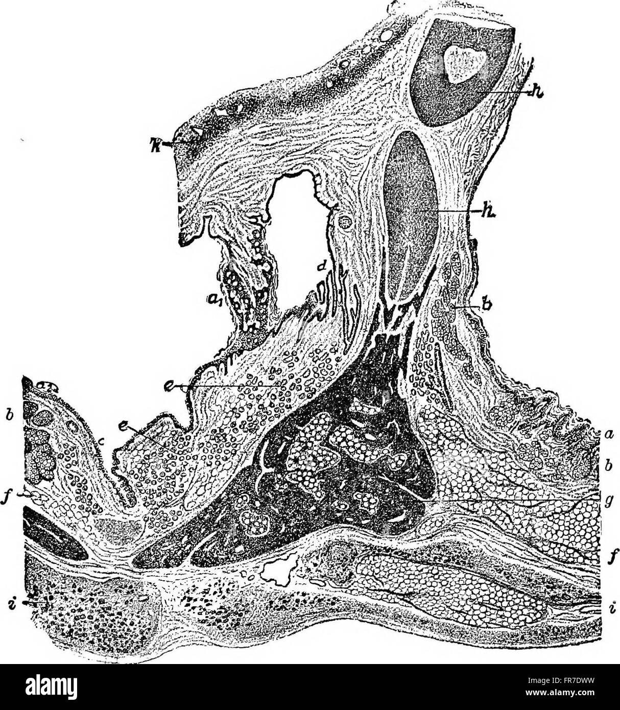 General pathology; from the 11th rev. German ed. (1921 Stock Photo - Alamy