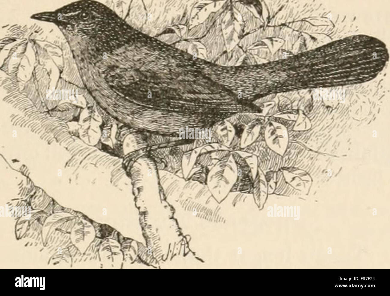 The 1904 handbook offers a detailed description of bird species in the ...
