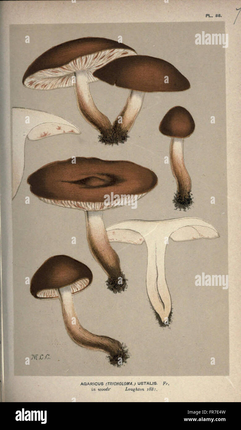 This atlas features illustrations of British fungi, specifically ...