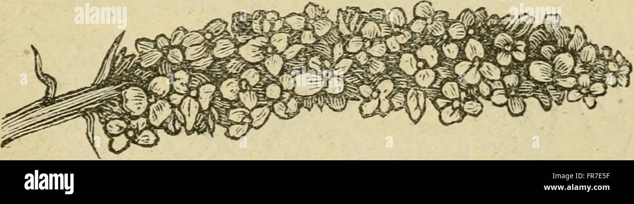 Flora of Syria, Palestine, and Sinai - from the Taurus to Ras Muhammas ...