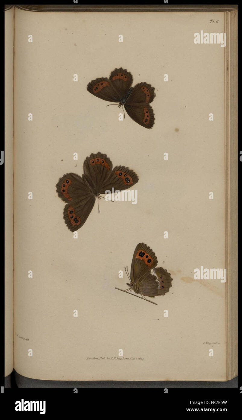This work offers detailed illustrations of British insects, focusing on ...