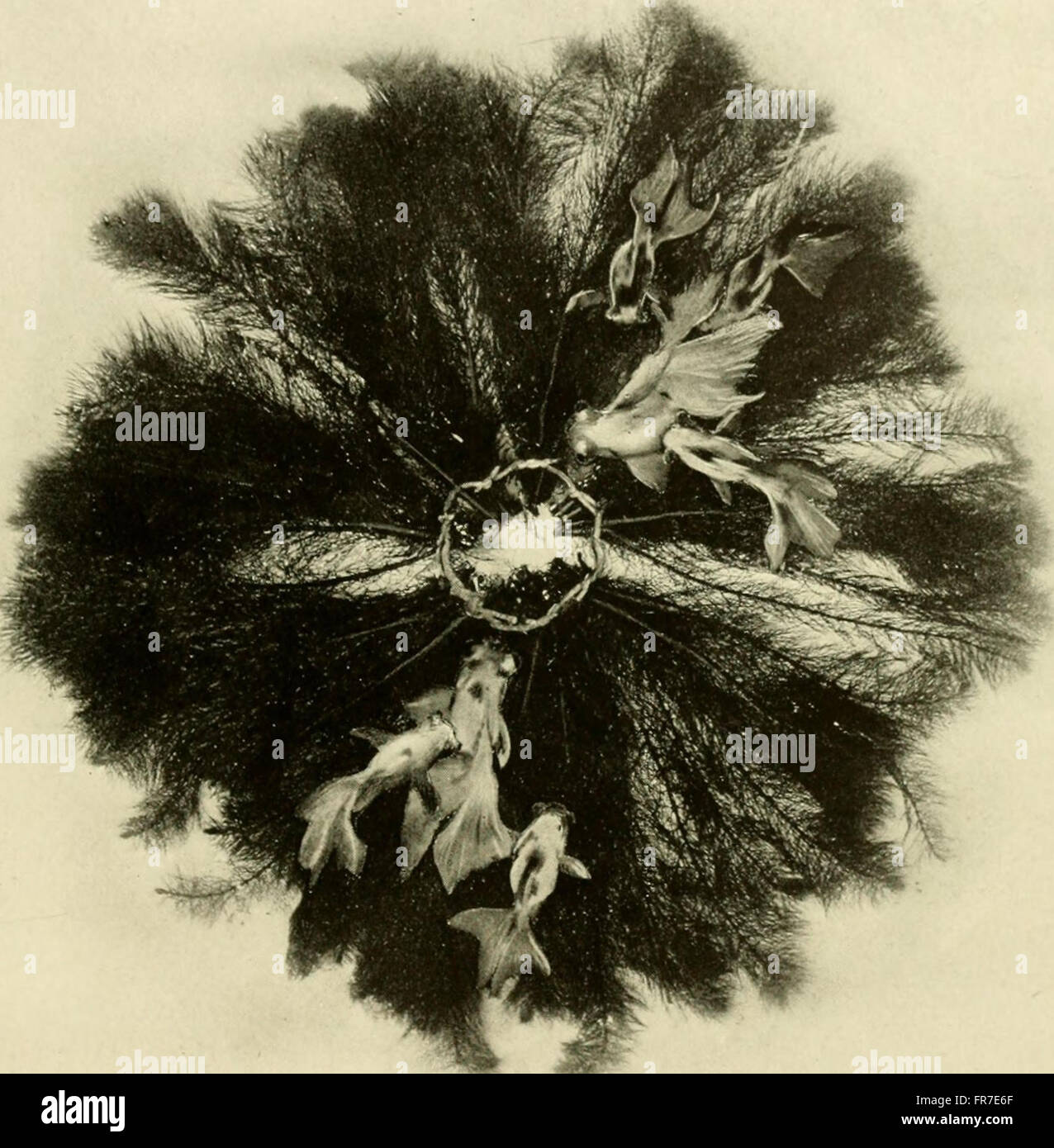 This 1917 guide provides comprehensive information on the care ...