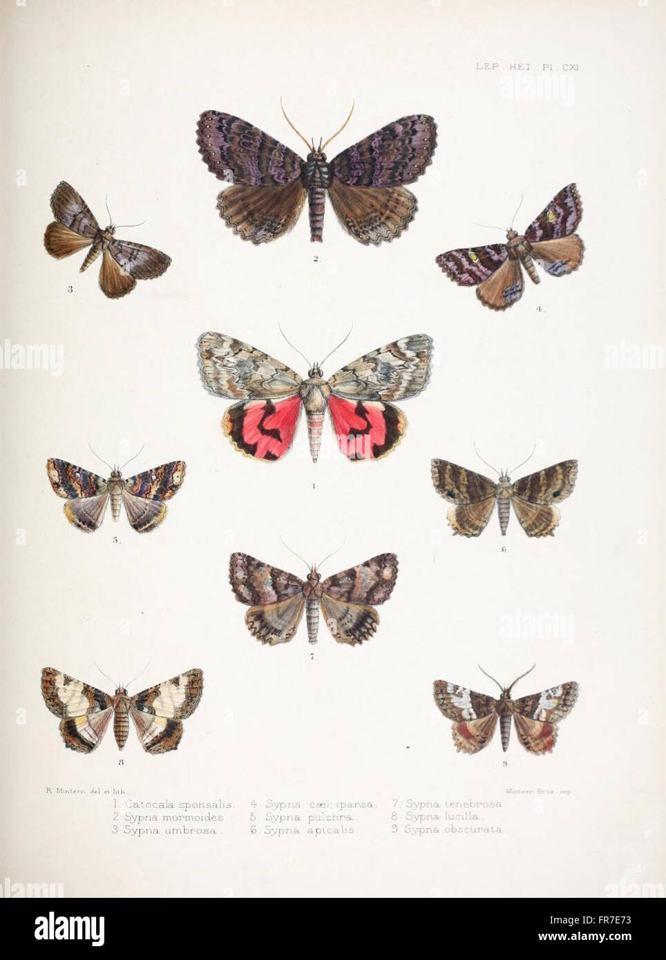 An illustration featuring specimens of Lepidoptera Heterocera (moths ...