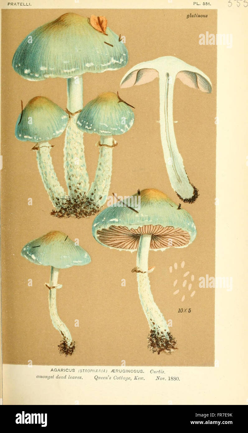 Illustrations of British Fungi (Hymenomycetes), to serve as an atlas to ...