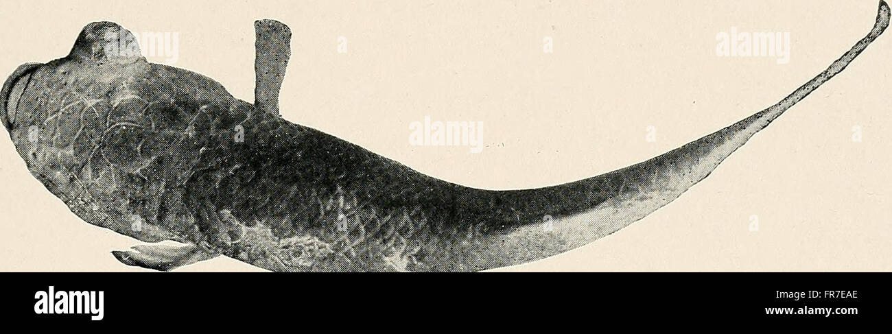 A study on aquatic ecosystems, documenting the diverse forms of life in ...