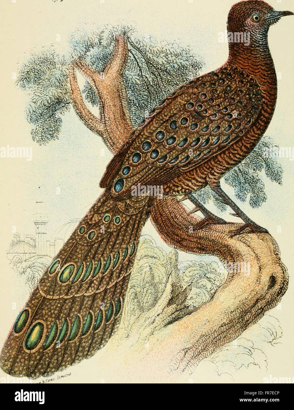 A handbook from 1895 that serves as a guide to identifying and ...