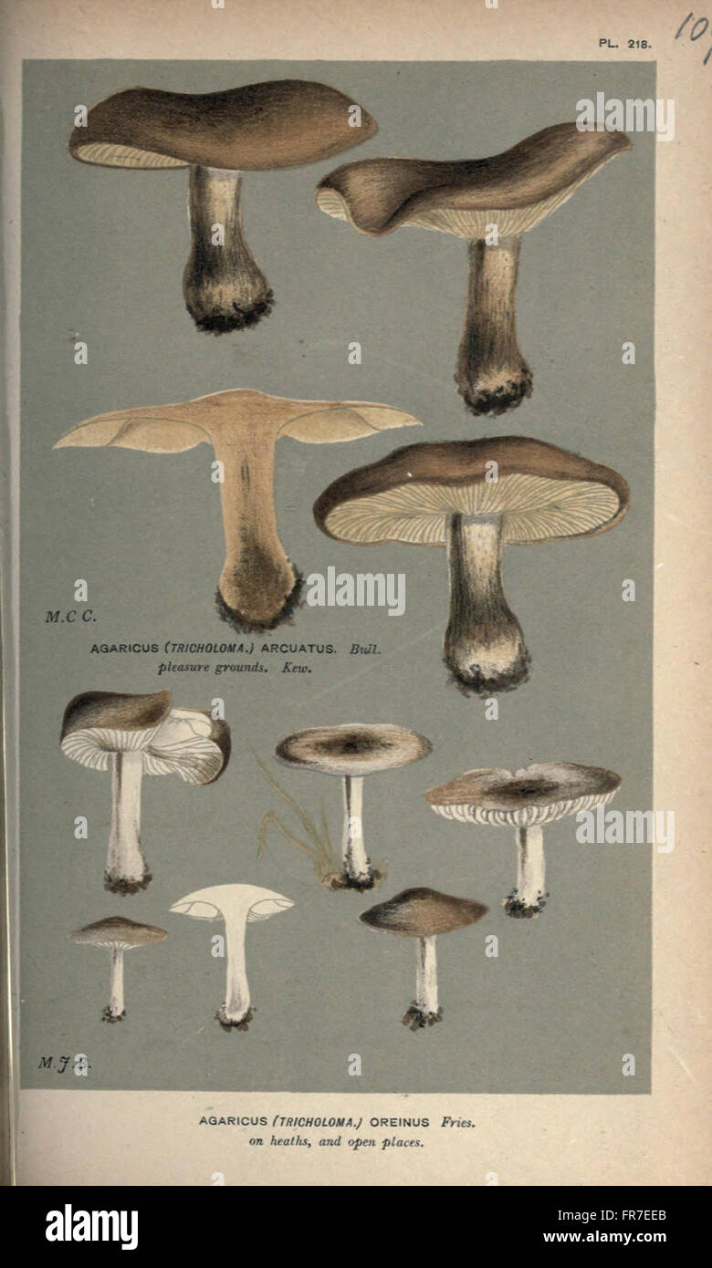 Illustrations of British Fungi (Hymenomycetes), to serve as an atlas to ...